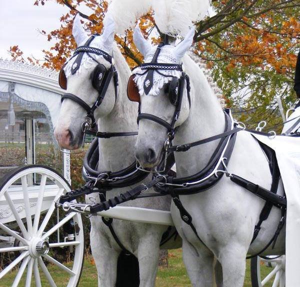 St. Louis Carriage Company